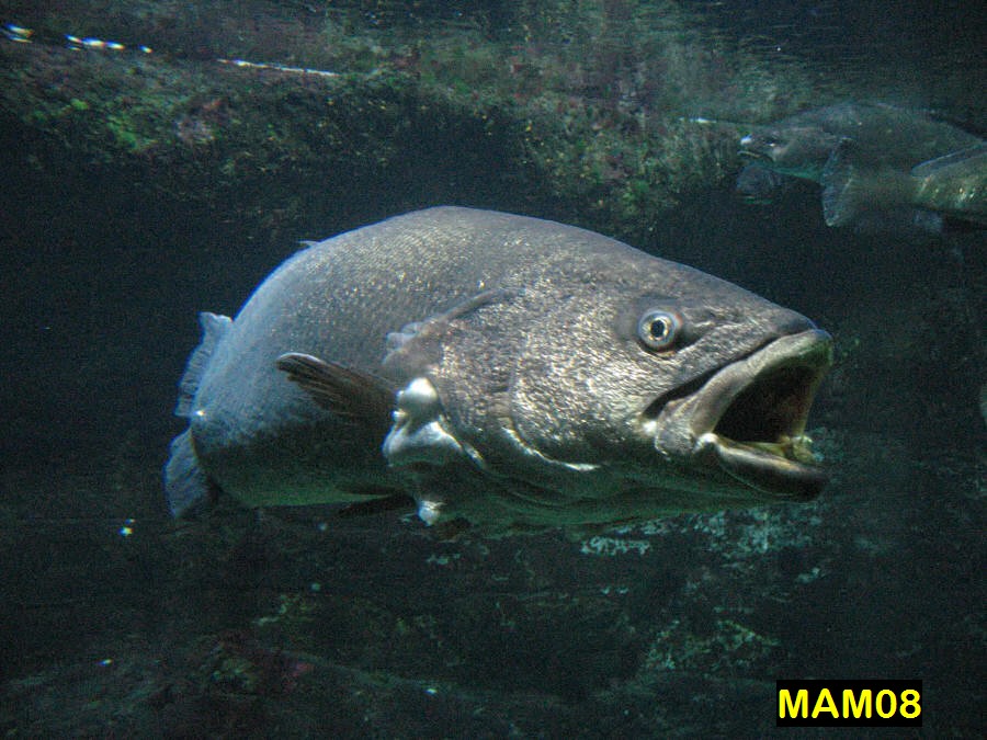 Maigre / Courbine | RSSM