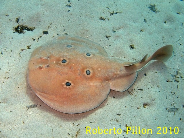 torpilleocellée02 | RSSM